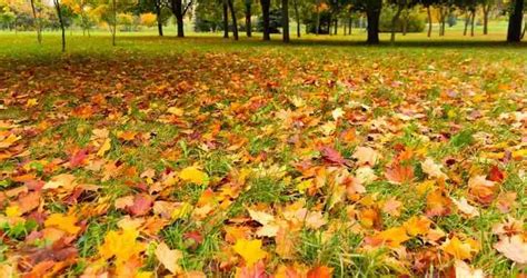 Fall Care Tips For Your Bermuda Grass Lawn Green Grass Sod Farms