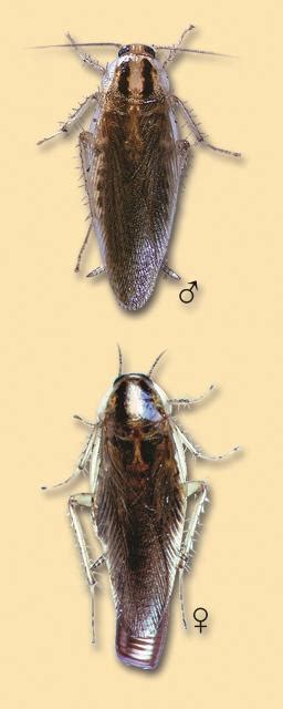 Asian Cockroach Pest