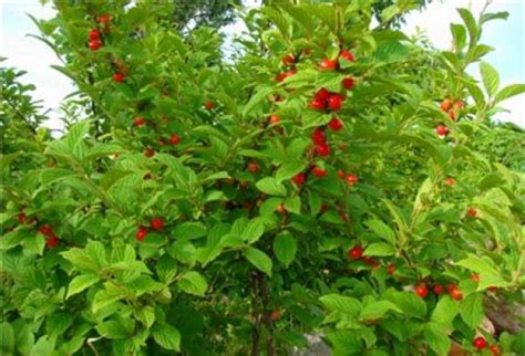 The Propagation Mode Of Cherries The Plant Aide