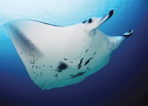 Hard To Find Sea Creatures And Sea Turtle Care
