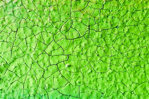 Download Light Green Plain Leaf Texture Wallpaper