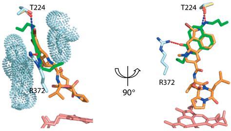 Crystal Structure Of Cyp3a4 Complexed With Fluorol Identifies The