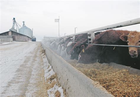 Steam Flaking Barley Shows Benefits The Western Producer