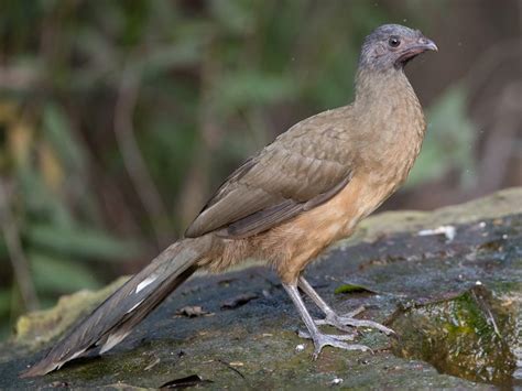 Plain Chachalaca Ebird