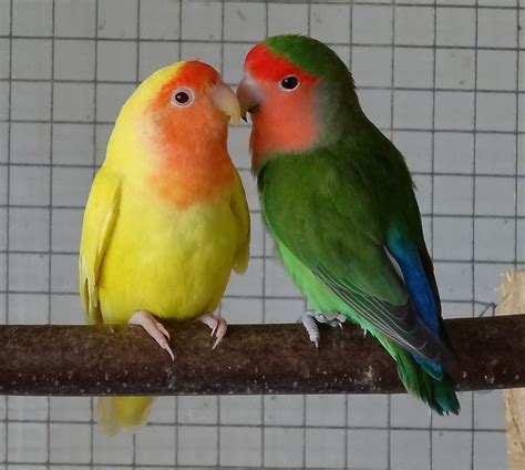 Images Peach Faced Lovebird At Margaret Valez Blog
