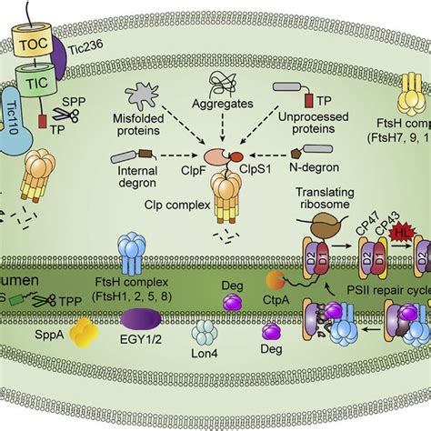 The Chloroplast Protein Import Machineries Download Scientific Diagram