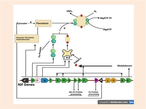 Nitrogenase Enzyme Pptx