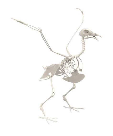 Squelette Oiseau Banque Dimages Et Photos Libres De Droit Istock