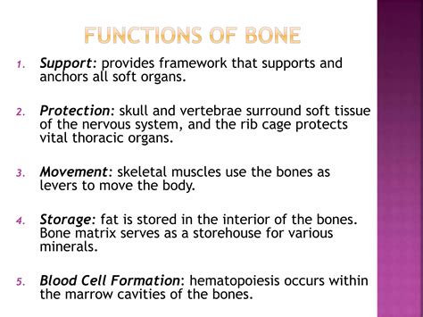 Alveolar Bone Perio Pptx