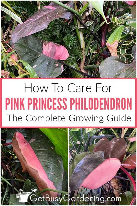 Pink Princess Philodendron Care Complete Growing Guide Artofit
