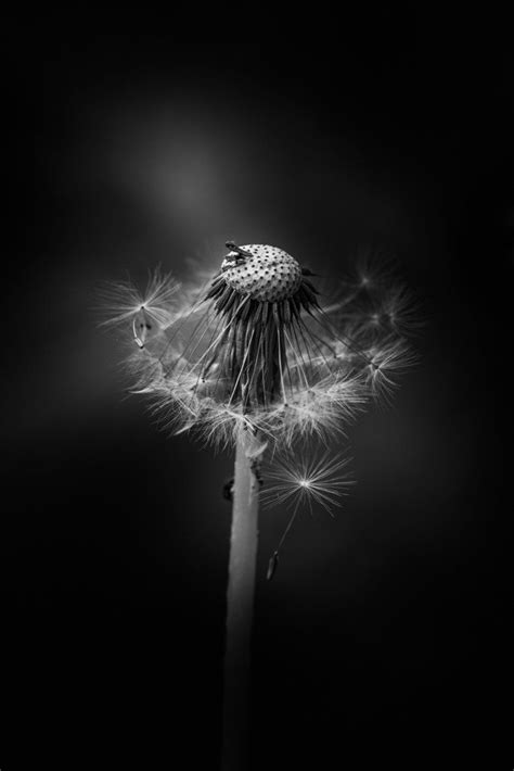 Spiraling Down Photo By Nature Wildlife Photography By Paul Barson