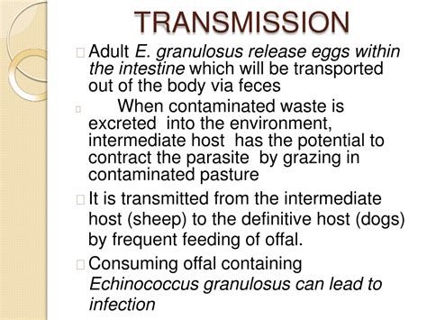 Ppt Echinococcus Powerpoint Presentation Free Download Id10126359