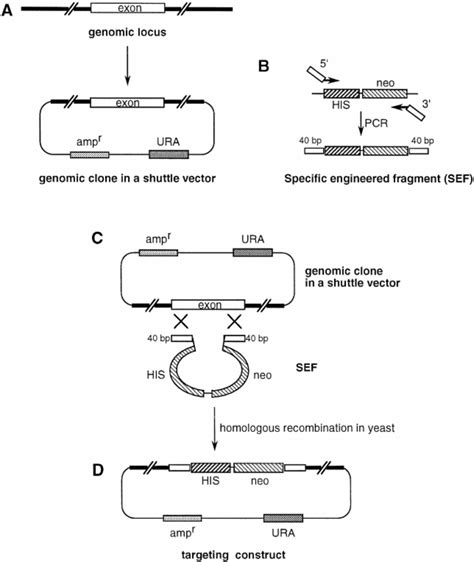 Generating Dna Targeting Vectors For Targeted Mutagenesis In Mouse