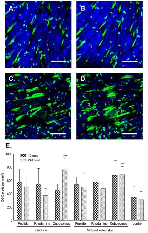 Two Photon Microscopy 2 Pm Visualization Of Ddc Green And Collagen Download Scientific