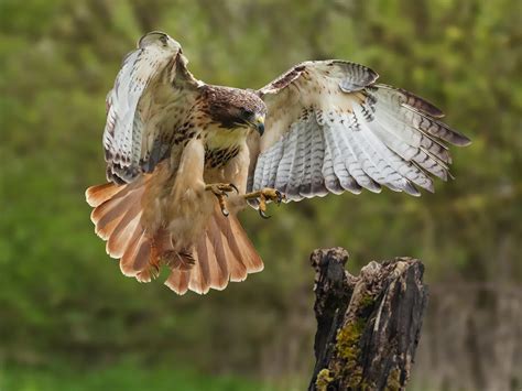 Red Tailed Hawk Migration A Complete Guide Birdfact