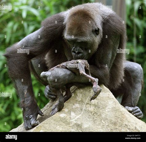 Dd Winters Gorilla