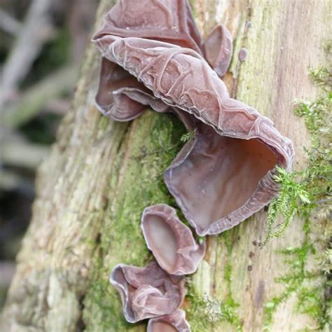 Wood Ear Mushrooms Identification Foraging And Lookalikes Mushroom