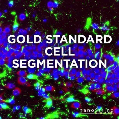 Cellsegmentation How Cosmx Smi Helps Single Cell Spatial Researchers 👉 Nanostring