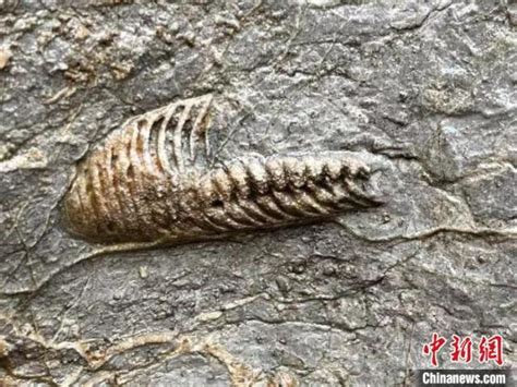 河北邯郸发现奥陶纪 角石古生物化石群体”腾讯新闻