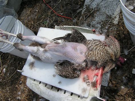 John Starnes Urban Farm My Second Ever Rooster Kill