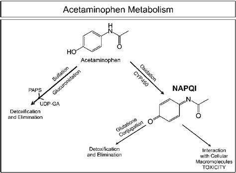 Acetaminophen Oxidation Reaction At Kathryn Serna Blog
