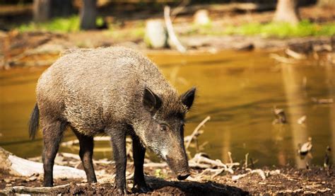 Wild Boar Facts Diet And Habitat Information