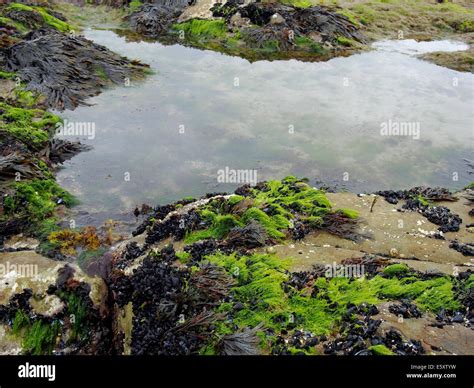 A Rock Pool Or Tide Pool In The Intertidal Zone Of Beach Near