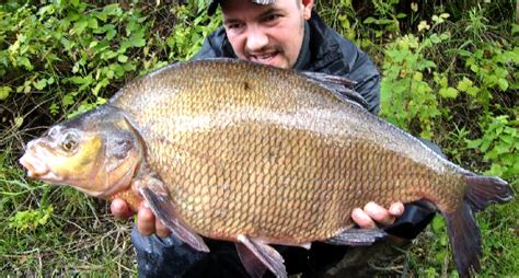 Fischartenportrait Brasse Inkl Angeltipps