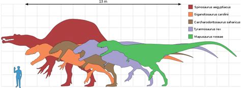 Size Comparison Of Selected Giant Theropod Dinosaurs