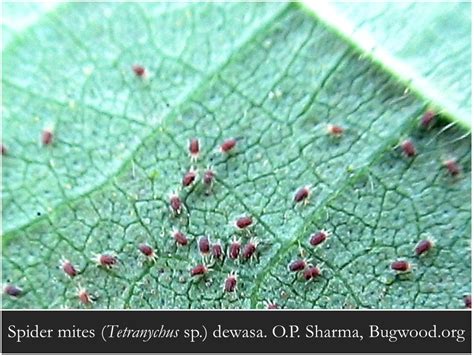 Tungau Hama Pertanian