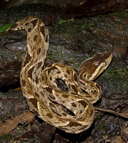 Fer De Lance Facts And Pictures