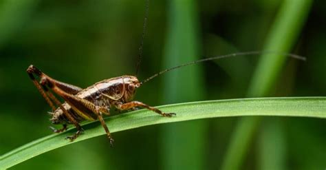 Pic Of Cricket Insect At Jerry Fagan Blog