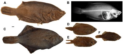 Pleuronectes Obscurus Syntypes Zin 8726 Photo A And Radiograph B
