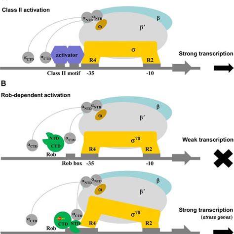 Proposed Models For Class Ii Activator Dependent And Rob Dependent