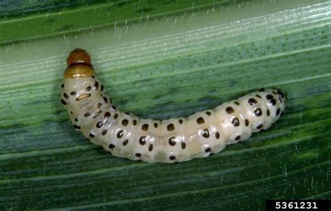 Identification Of Late Season Corn Insects Titan Pro