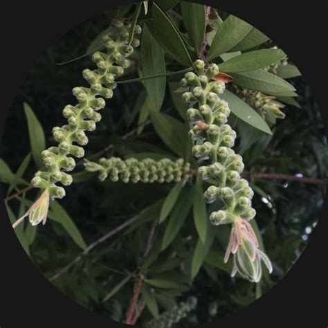 Stream Codecast X Noah Lyas The Ritual By Codecast Listen Online