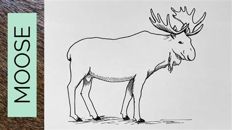 Alaska Moose Draw At Jasper Gunson Blog
