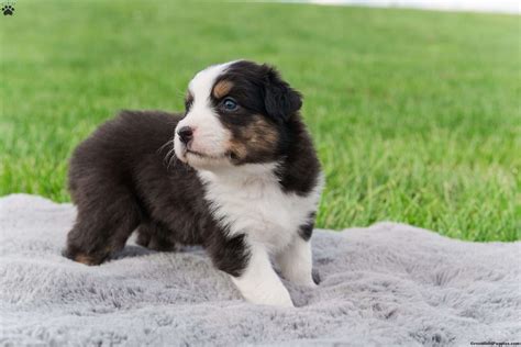 Aussie Rottie Mix