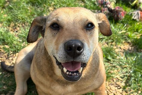 Tierschutzverein Heilbronn Und Umgebung E V Sam