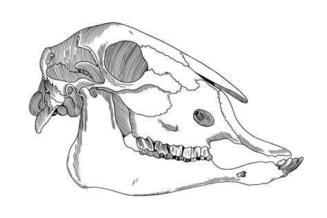 Herbivore Skull At Susan Jaimes Blog