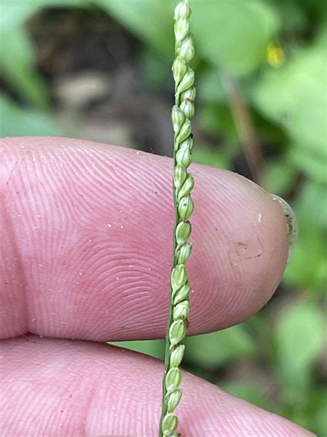 Paspalum Langei Rustyseed Paspalum Fsus