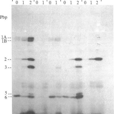 Pbp In Gram Negative Bacteria Download Table
