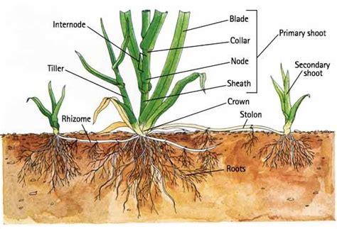 Common Leaf Development Patterns In Plants Can Help Improve Turfgrasses