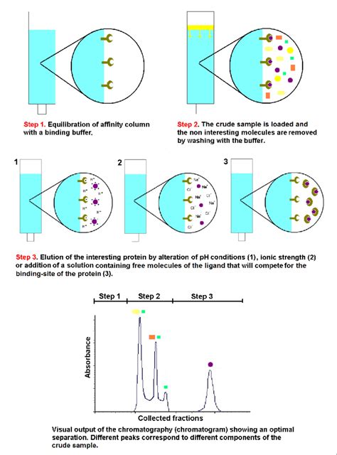 Affinity Chromatography Hplc At Patricia Bouchard Blog