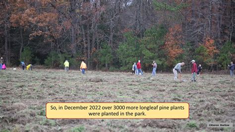 Plant A Longleaf Pine