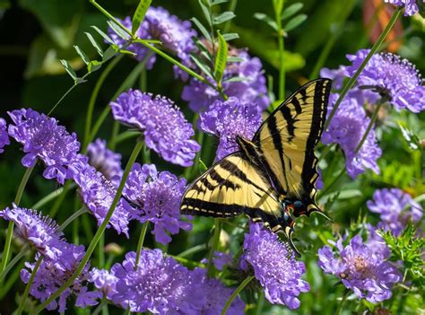 Scabiosa Easy Guide To Growing Stunning Pincushion Flowers Garden Design
