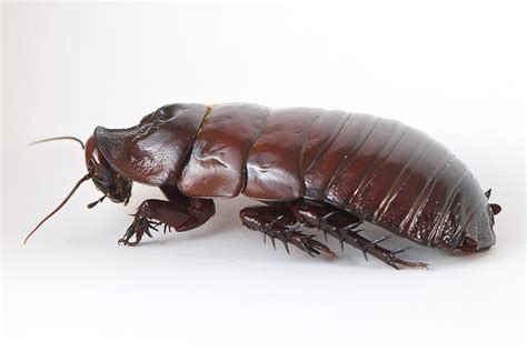 10 Weird Insects Found In Australia Western Allpest Services Pest