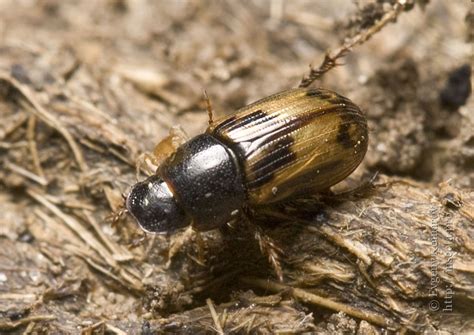 Photo 48240 Chilothorax Distinctus