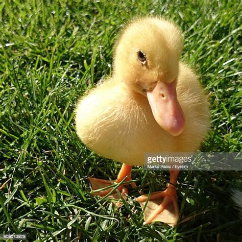 Panic Grass Photos And Premium High Res Pictures Getty Images
