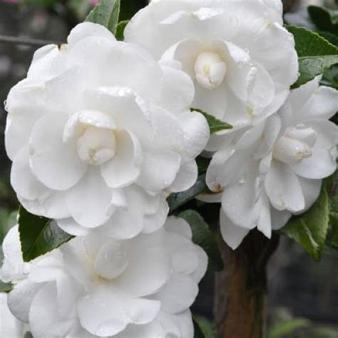 Sasanqua Camellias